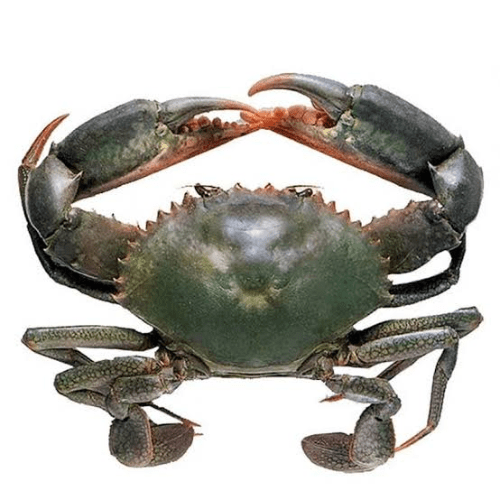 Mud Crab (Kekra) Per kg – Imran Seafood