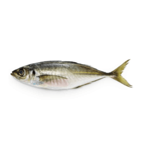 Ringa (Herring) fish (per kg) – Imran Seafood