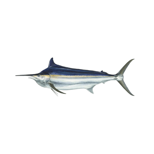 Ghora (Marlin) fish (per kg) – Imran Seafood
