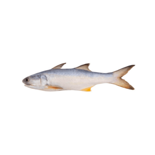 Indian (Salmon) fish (per kg) - Imran Seafood