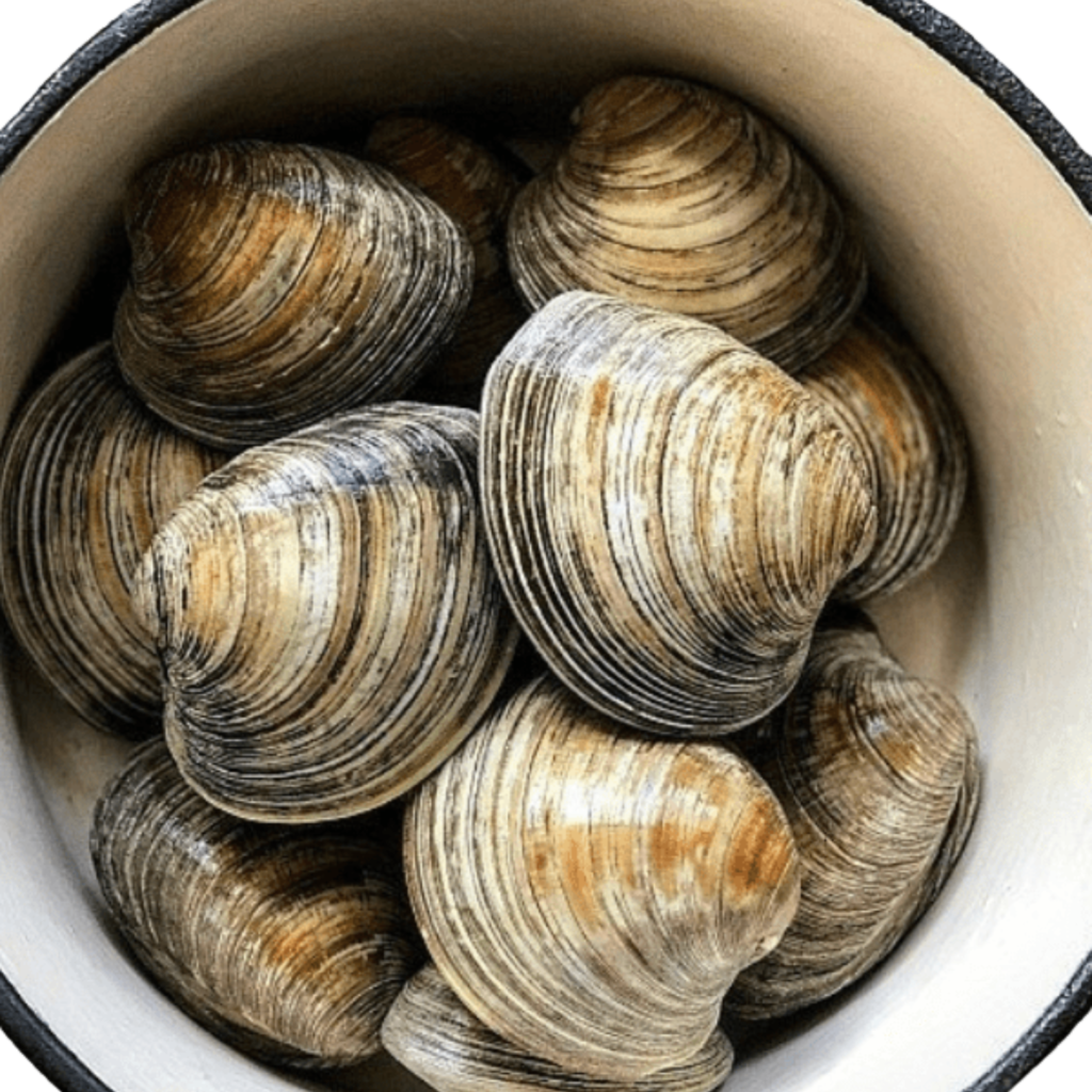 Hard Clams - Imran Seafood